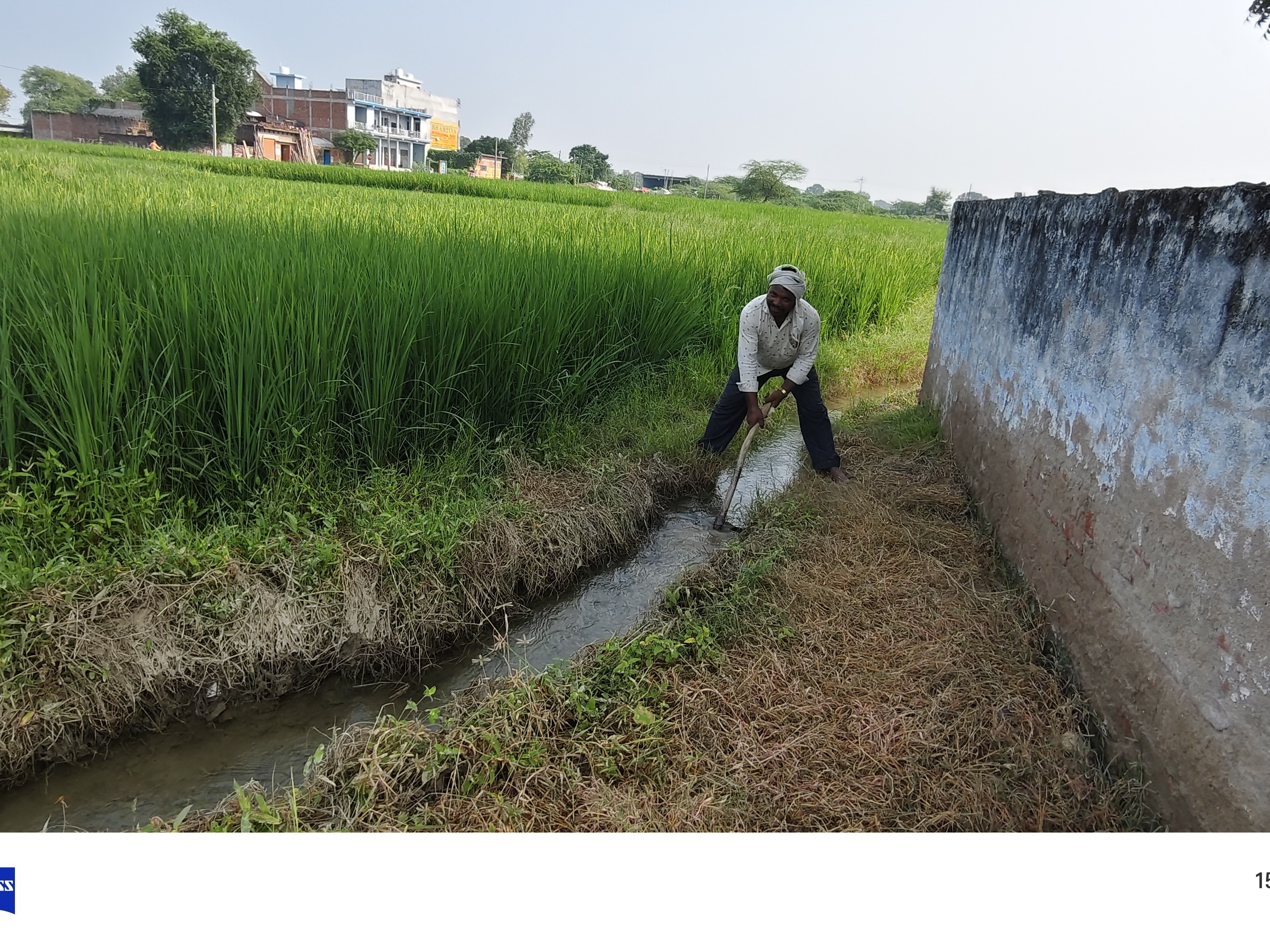 Farmers trying to save the paddy crop