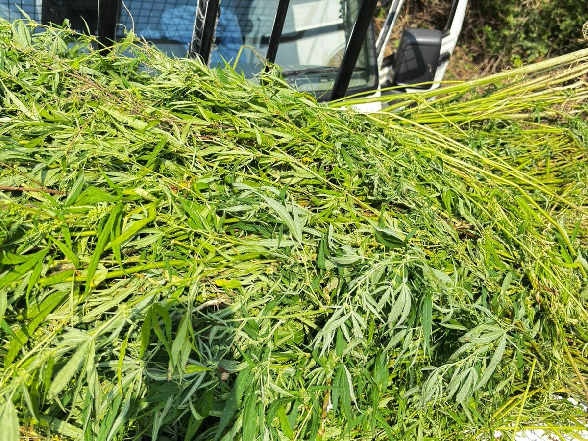 Cannabis cultivation hidden in maize crop: Suwasra police seized 800 ...