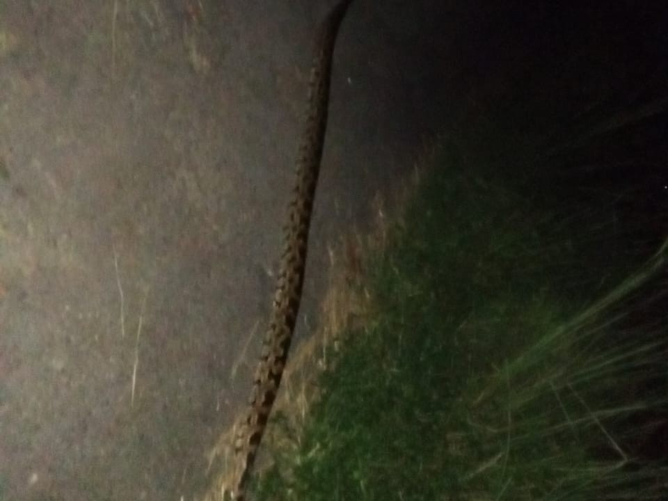 A 6-foot python was spotted in Kithiuri village. | किठिउरी गांव में ...