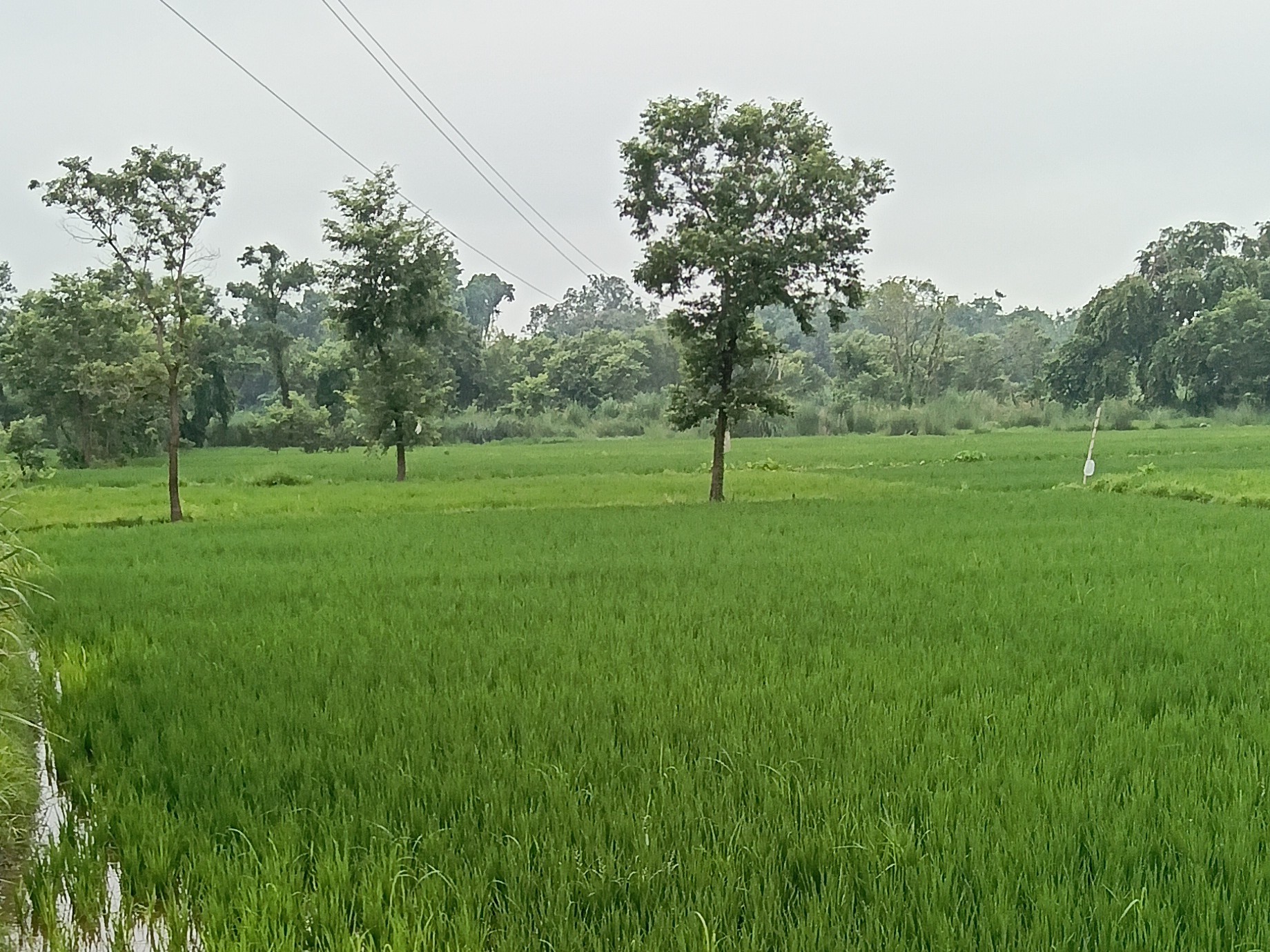 Paddy crop in trouble due to lack of rain | बारिश की कमी से धान पर संकट ...