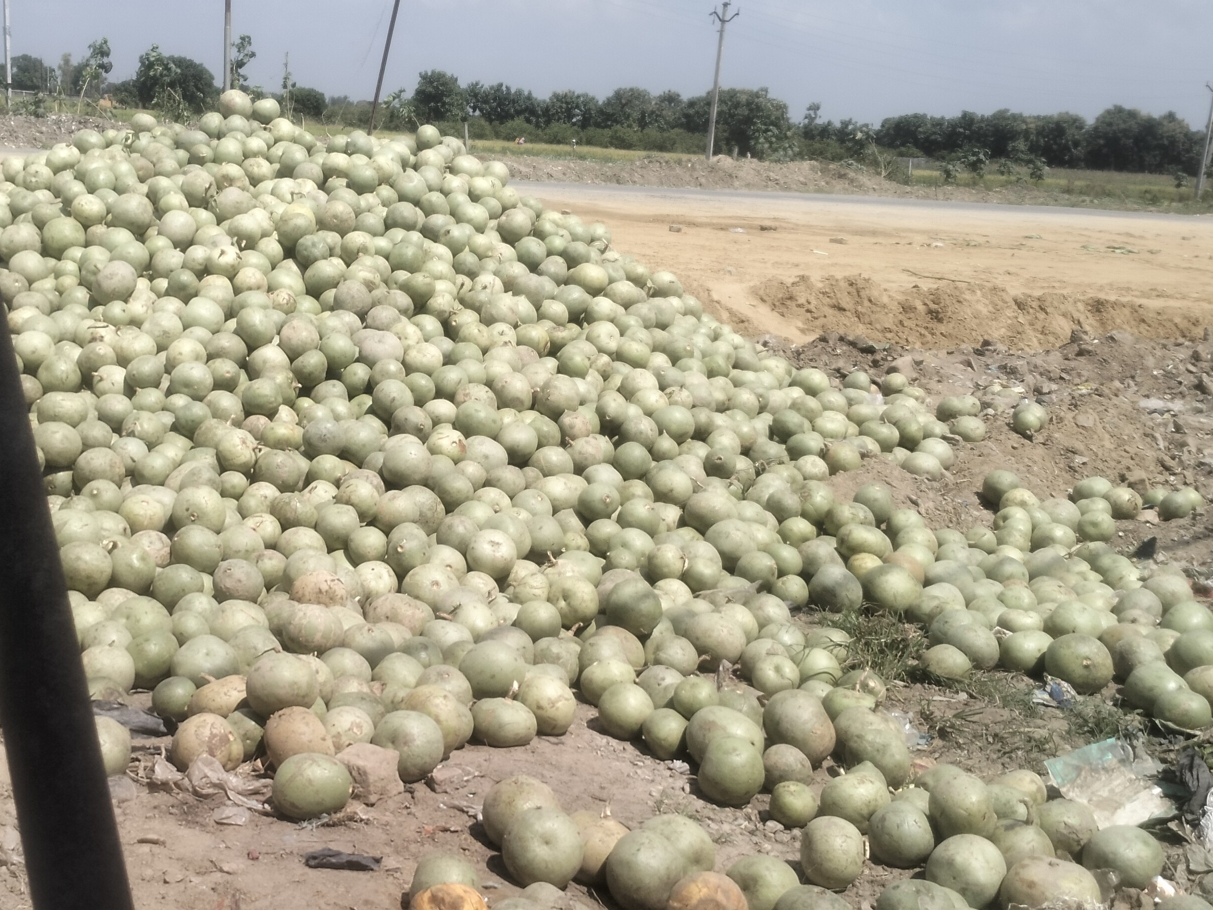 From Belpatra to Murabba and Agarbatti