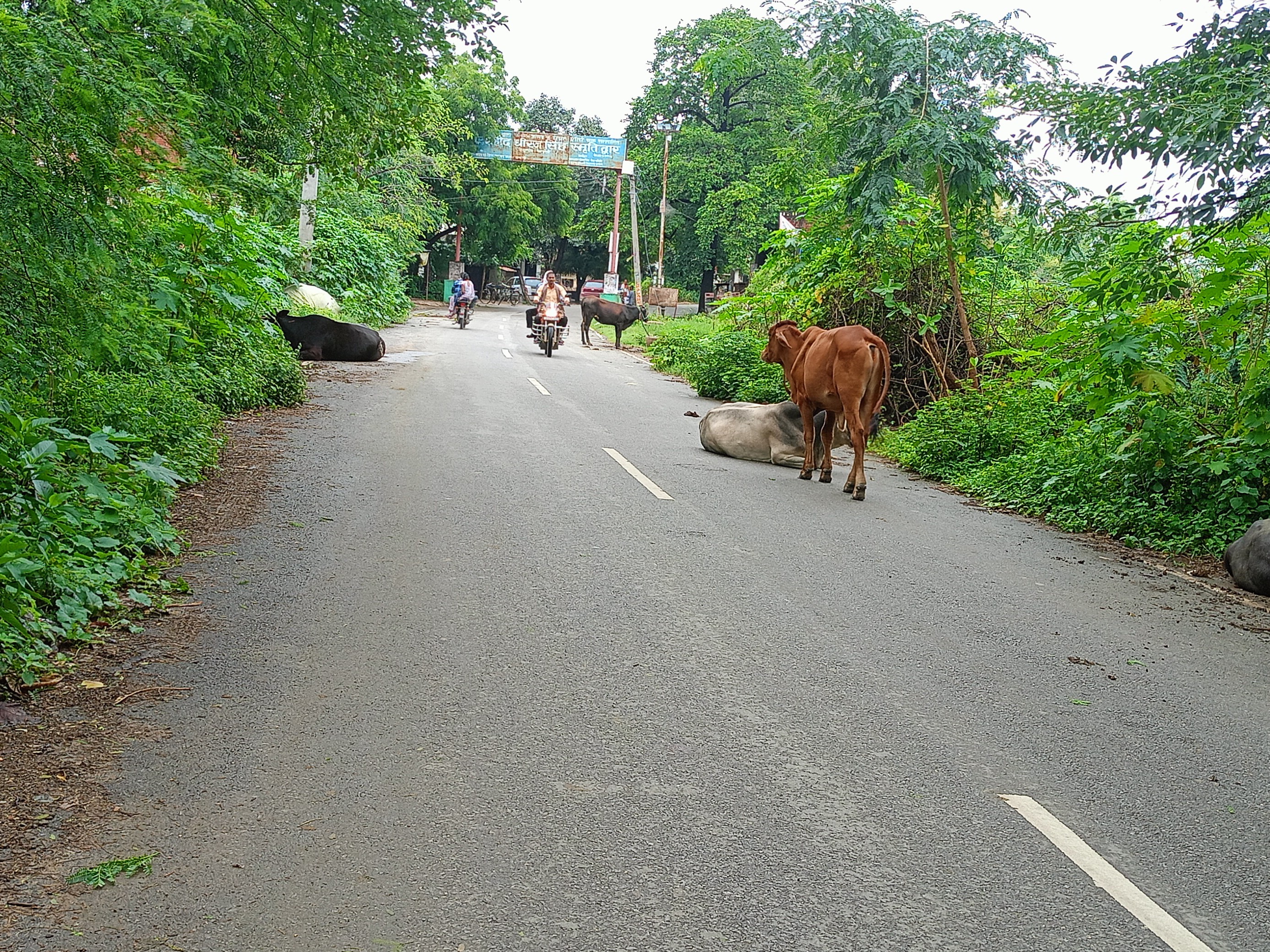 Accidents due to stray animals are increasing in Chandauli.