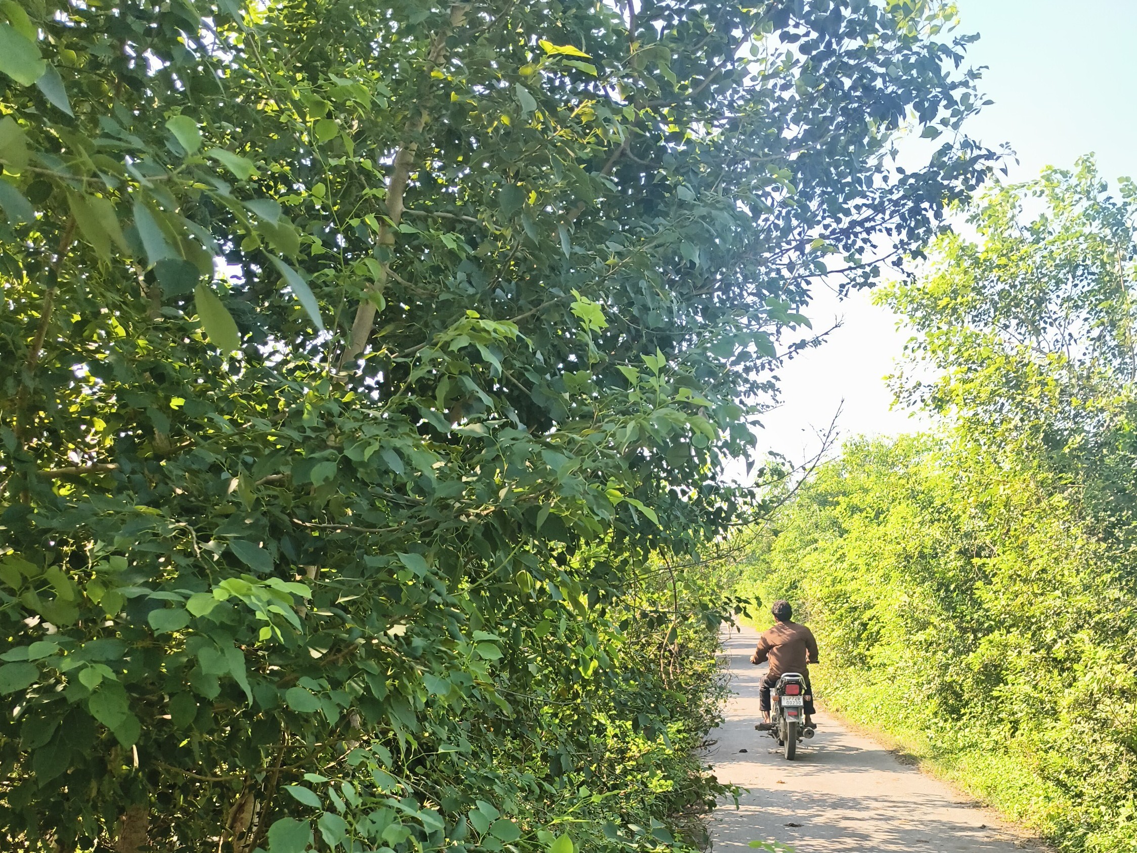 Dense bushes on the Khakhapur canal track in Pratapgarh