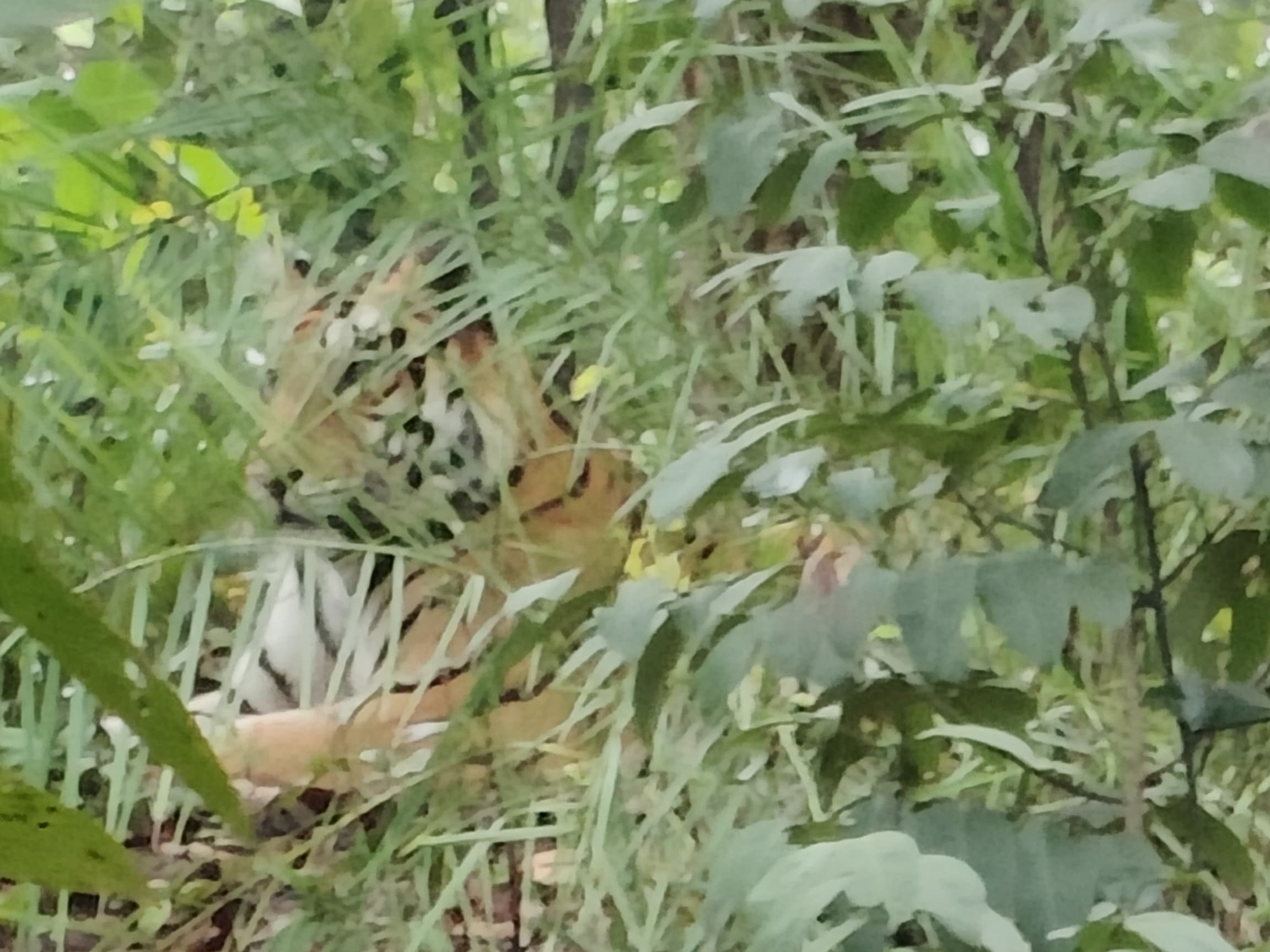 First glimpse of tigress 'Bachaiya' in Sanjay Tiger Reserve | संजय ...