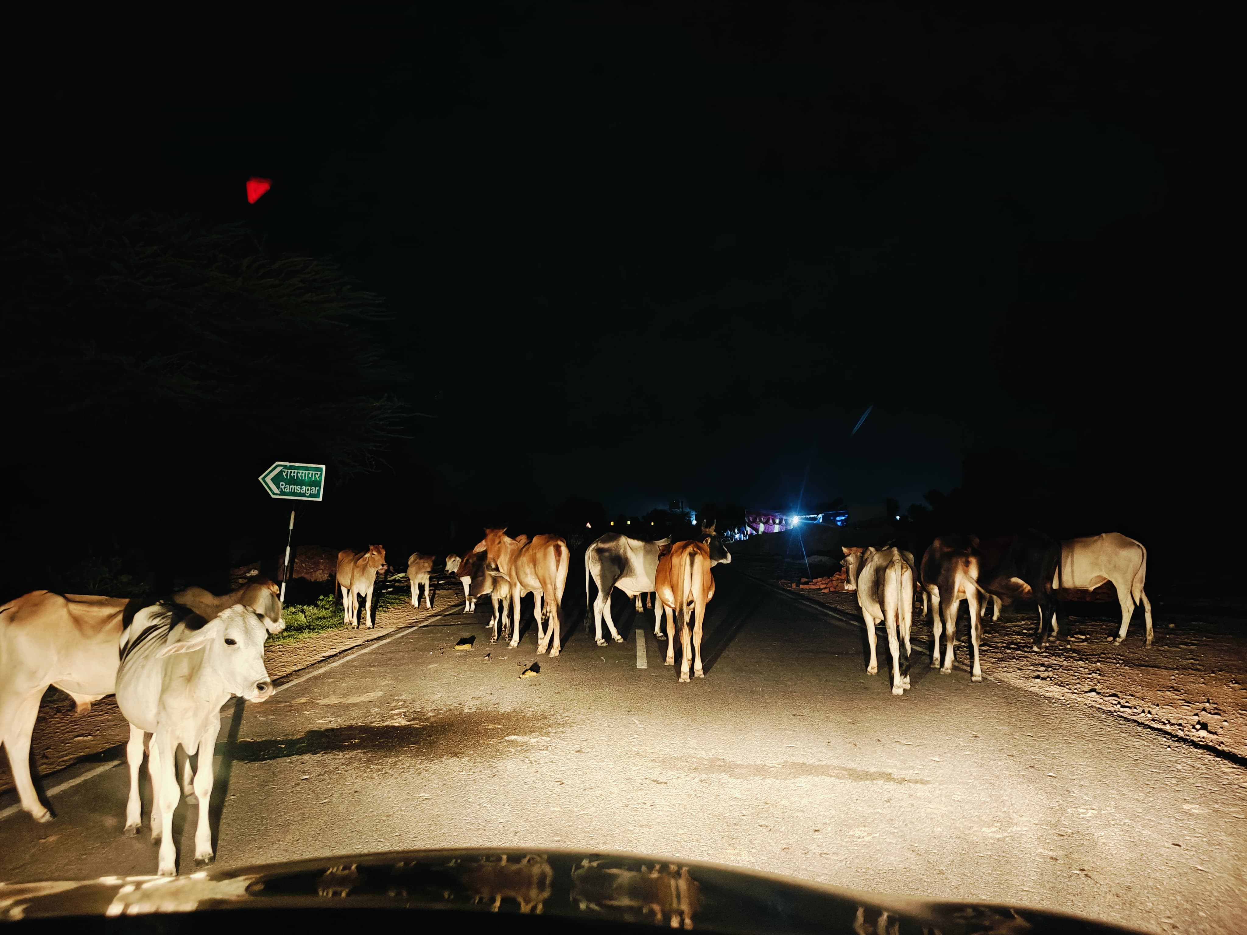 There is a possibility of accident due to stray cattle in Sandwa.