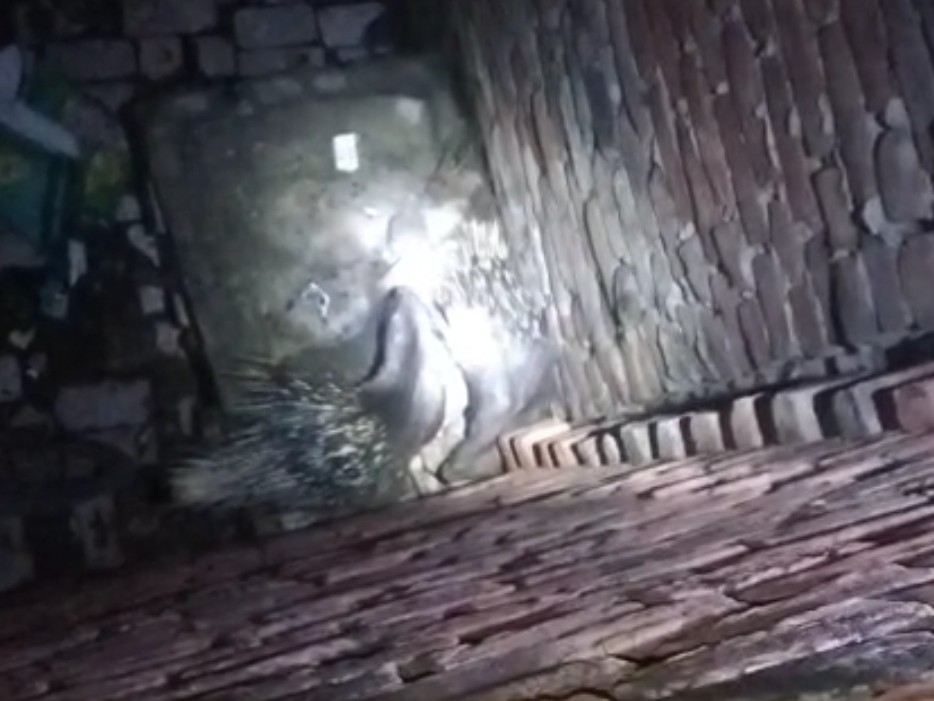 Strange creature seen in Amritpur | अमृतपुर में दिखा विचित्र जीव ...