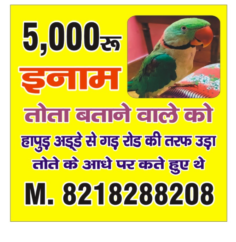 Family parrot 'Kittu' goes missing in Meerut