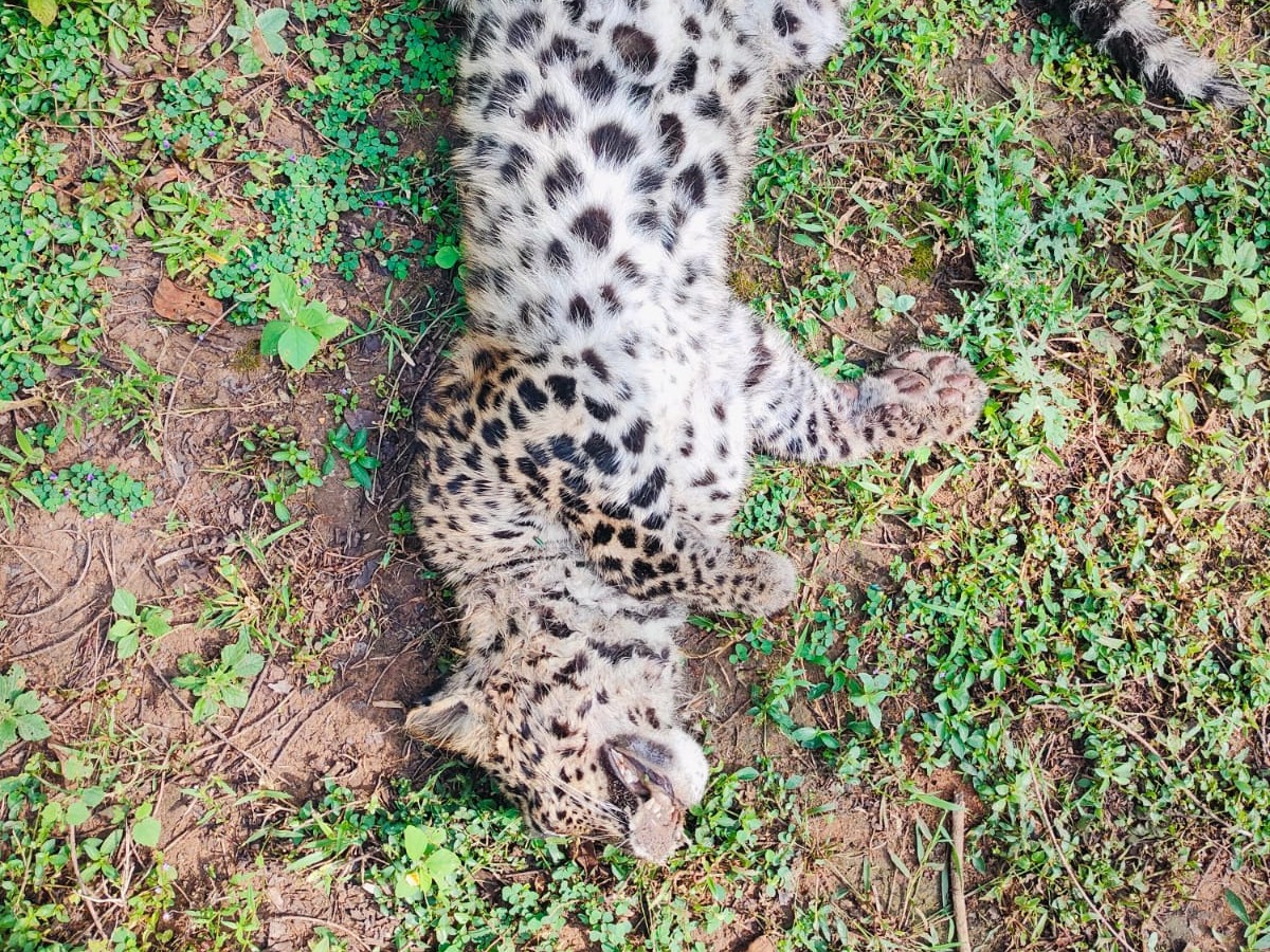 Three leopard cubs died in Itarsi forest. | इटारसी के जंगल में तेंदुए ...