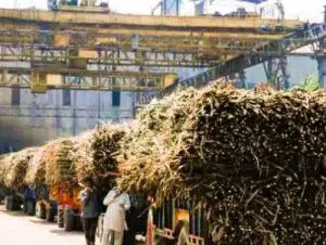 Sugar mills in Garhmukteshwar made payment of Rs 8.22 crore ...