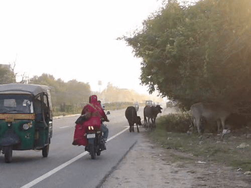 Punjab-Ludhiana-Stray-Animals-Silent-Killers-Road-Accident-News