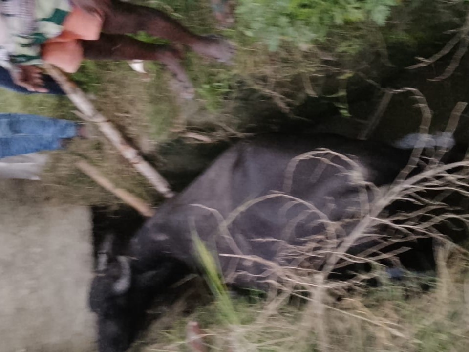 Buffalo falls into drain in Kushinagar, villagers rescue it safely ...
