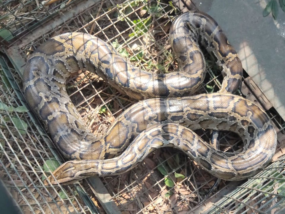Dharuhera, Rewari: 10-Foot Python Rescued Near Jungle Babbler Resort