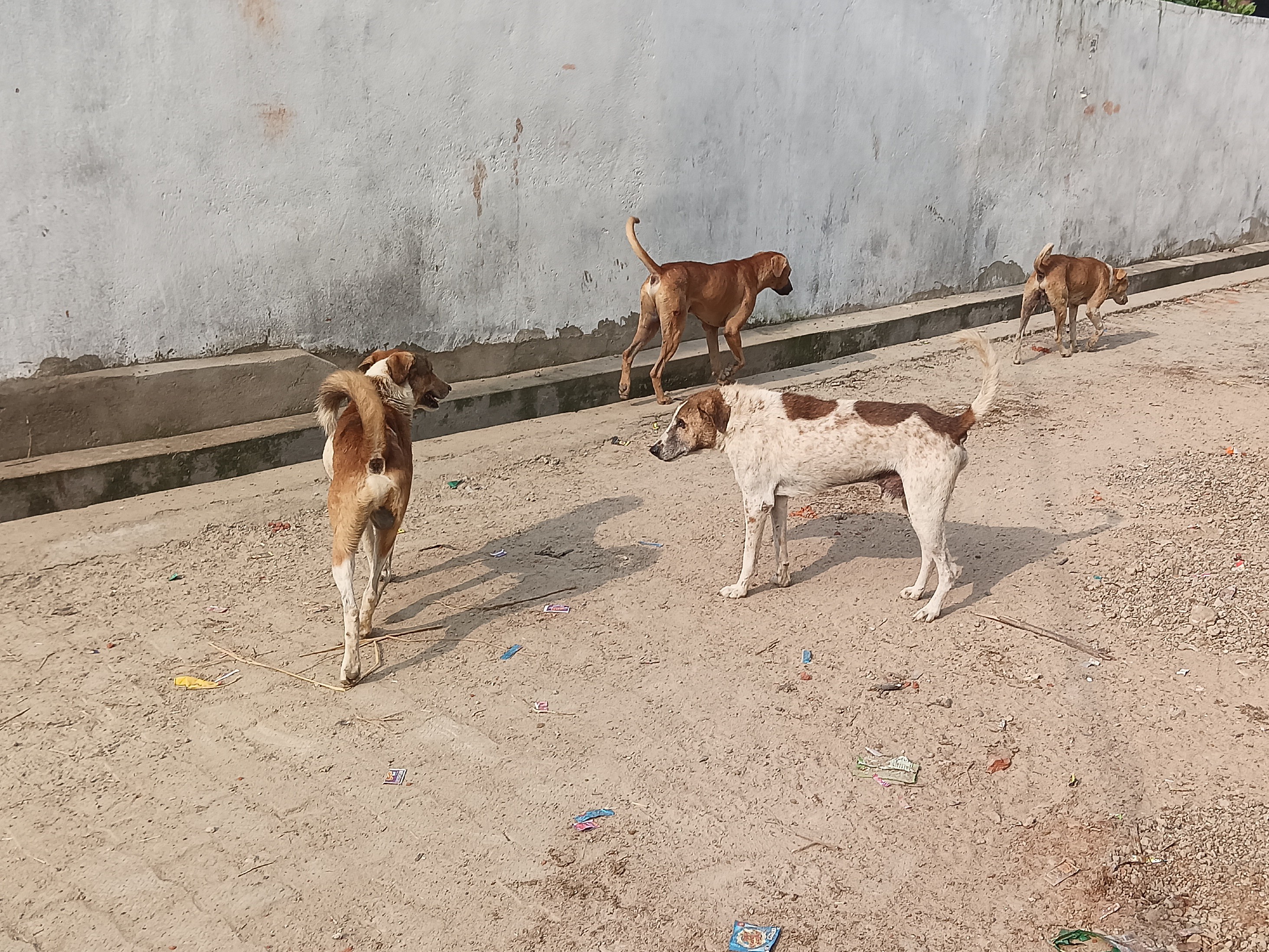Dogs are chasing and biting people in the streets of Bindki. | बिंदकी के गलियों में लोगों को ...
