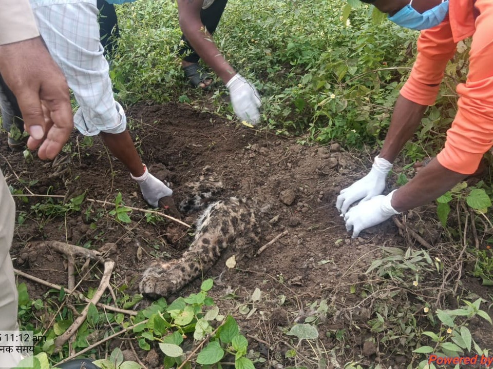 Carcass of female leopard recovered from pit in Mandla | मंडला में गड्ढे से निकाला मादा तेंदुए ...