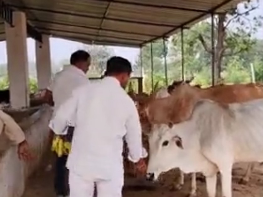 Cows were fed jaggery and gram in the cow shelters of Ayodhya.