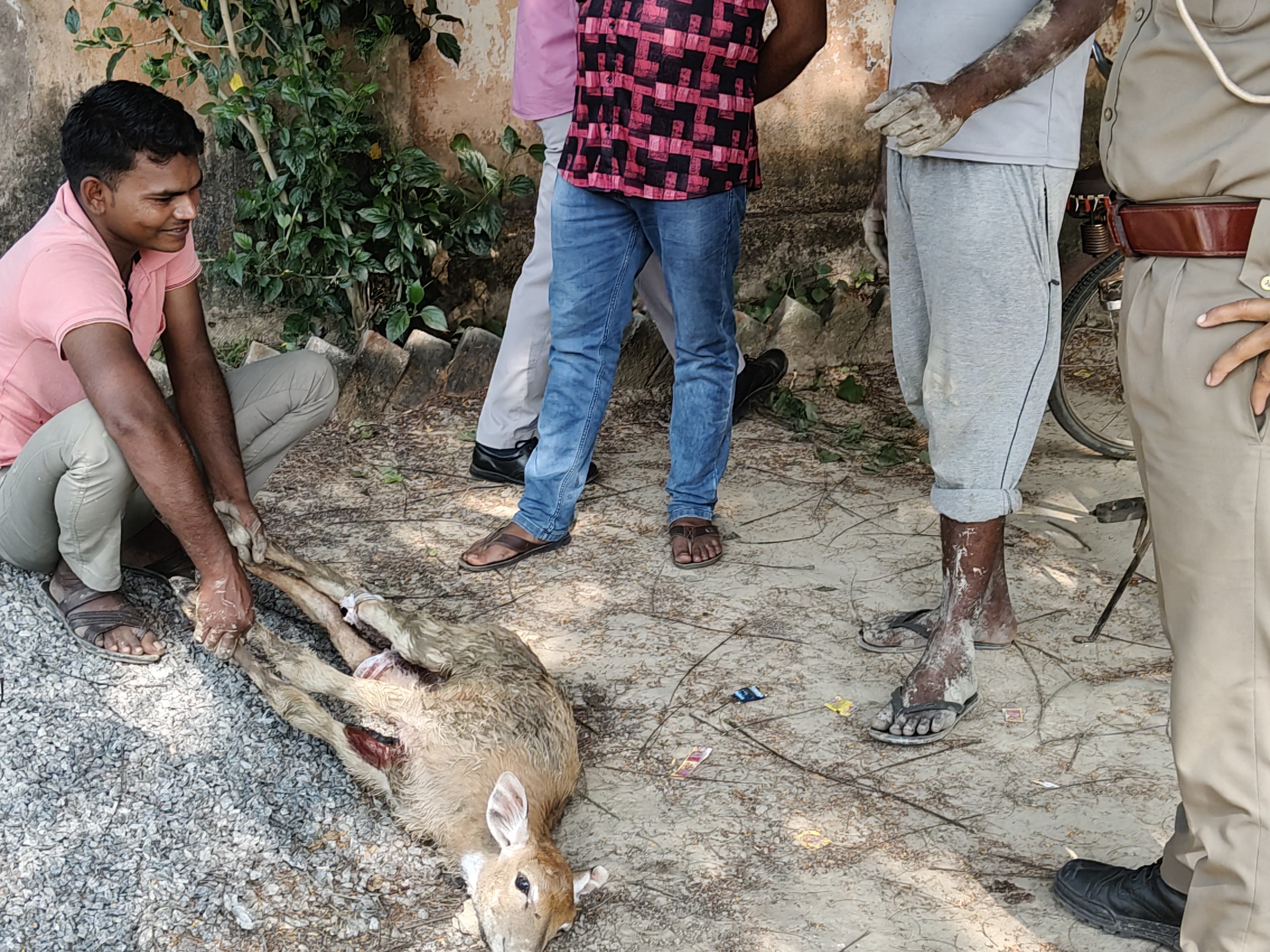 Youth rescues baby Nilgai from dogs | युवकों ने नीलगाय के बच्चे को ...