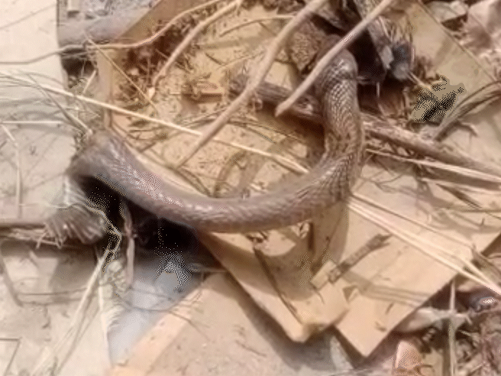 Snake cut in 3 pieces bites woman in Morena Deceased was cutting fodder ...