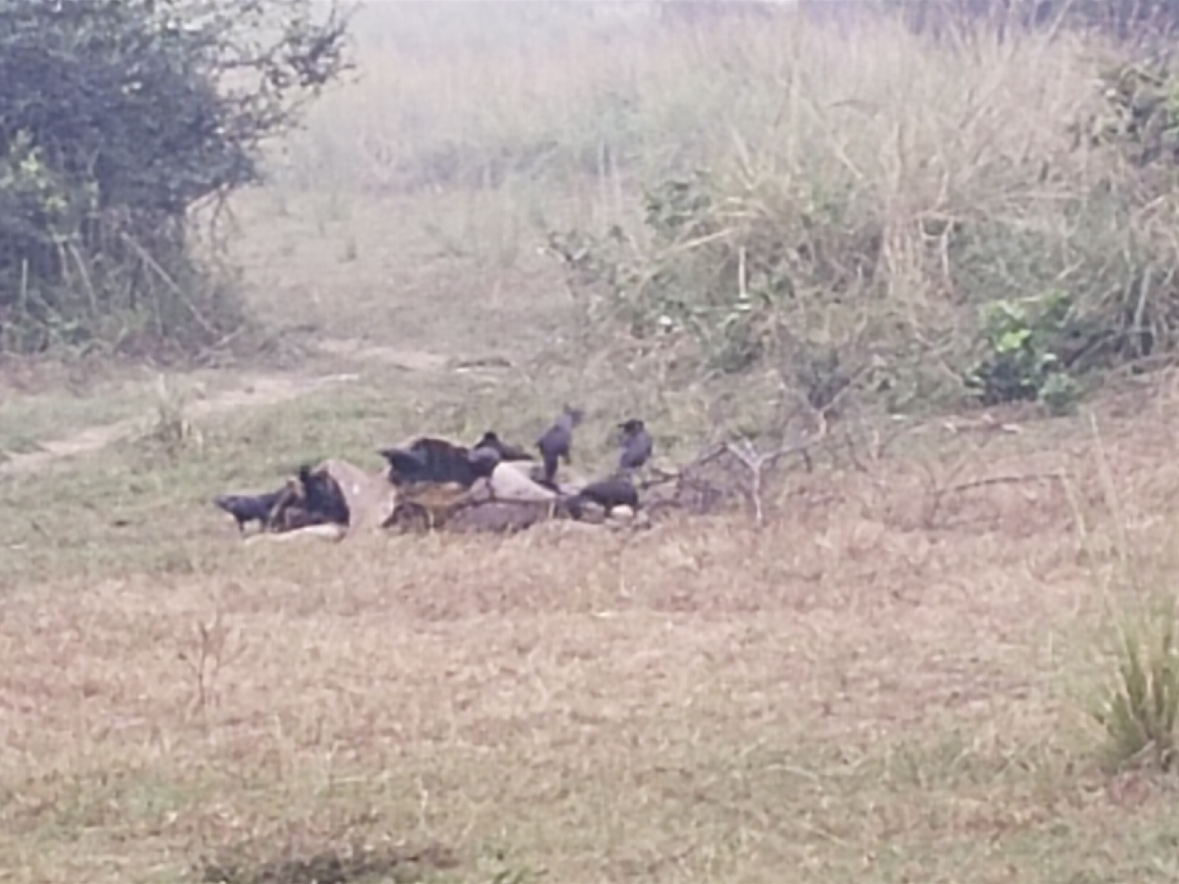 The carcass of a Nilgai has been rotting for three days. | तीन दिन से ...