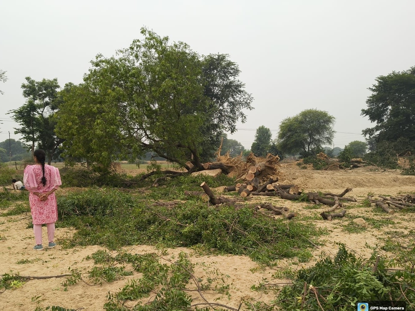 Green trees were cut in Noorpur, Mathura.