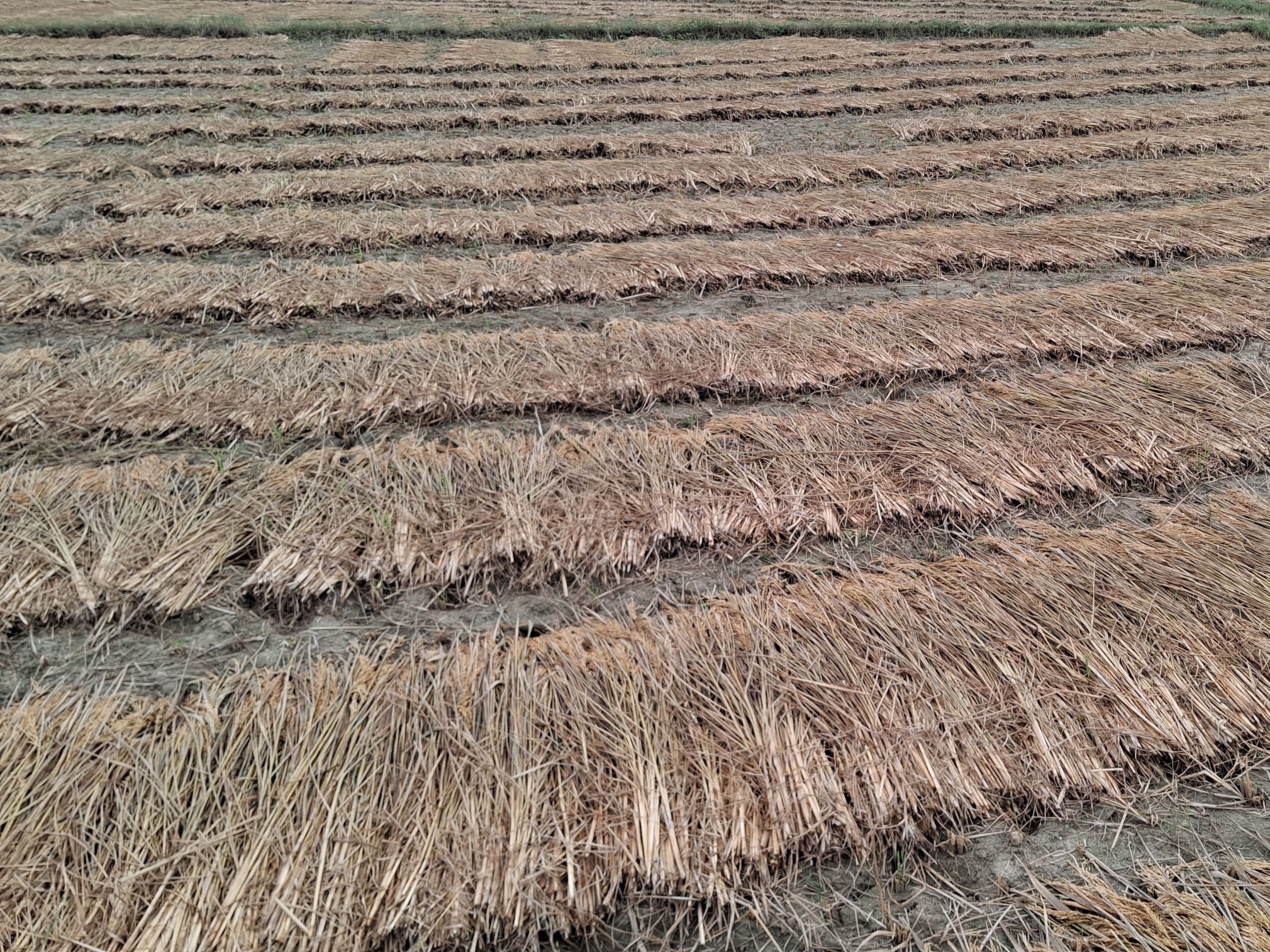 Two days of light rain damages paddy crop | हरहुआ में हल्की बारिश से ...