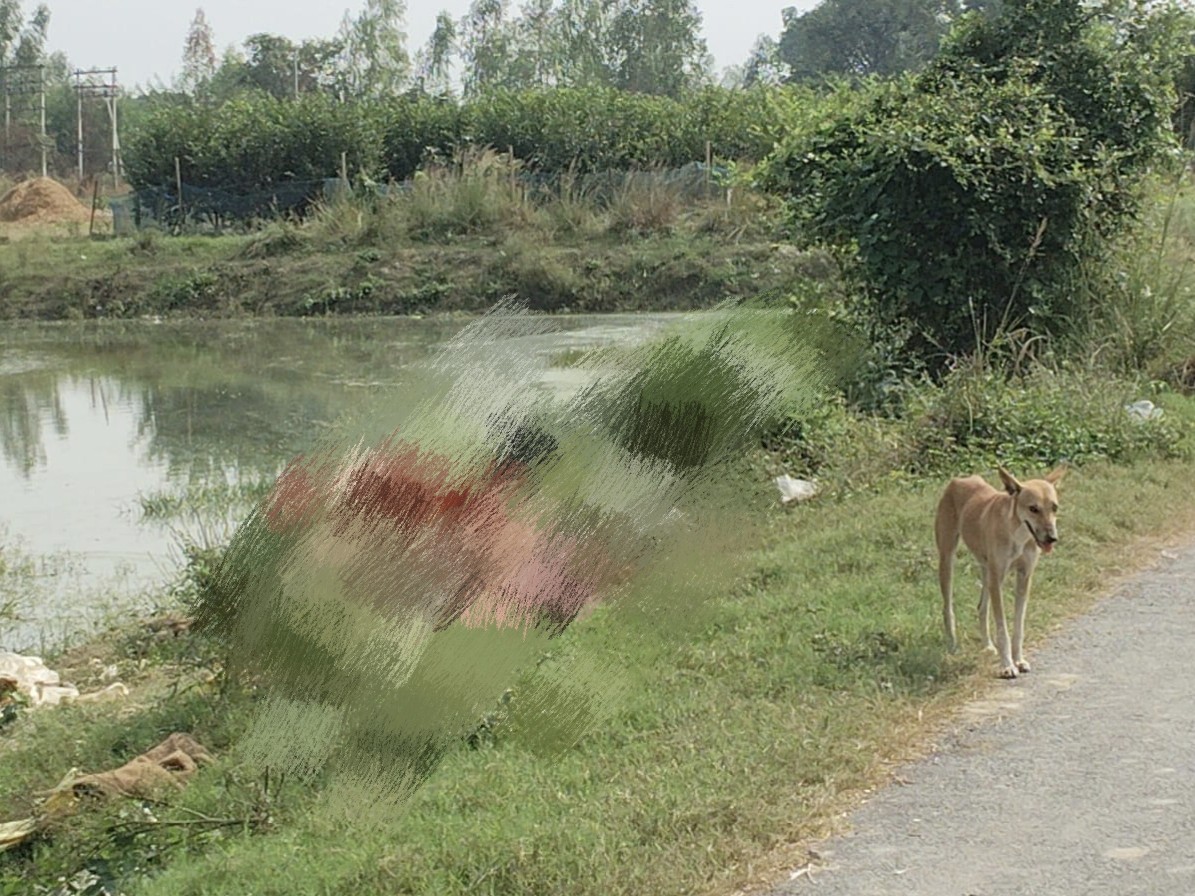dead animal remains on the roadside