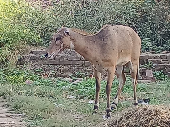 Nilgai terror in Veerpura, crops destroyed | वीरपुरा में नीलगायों का ...