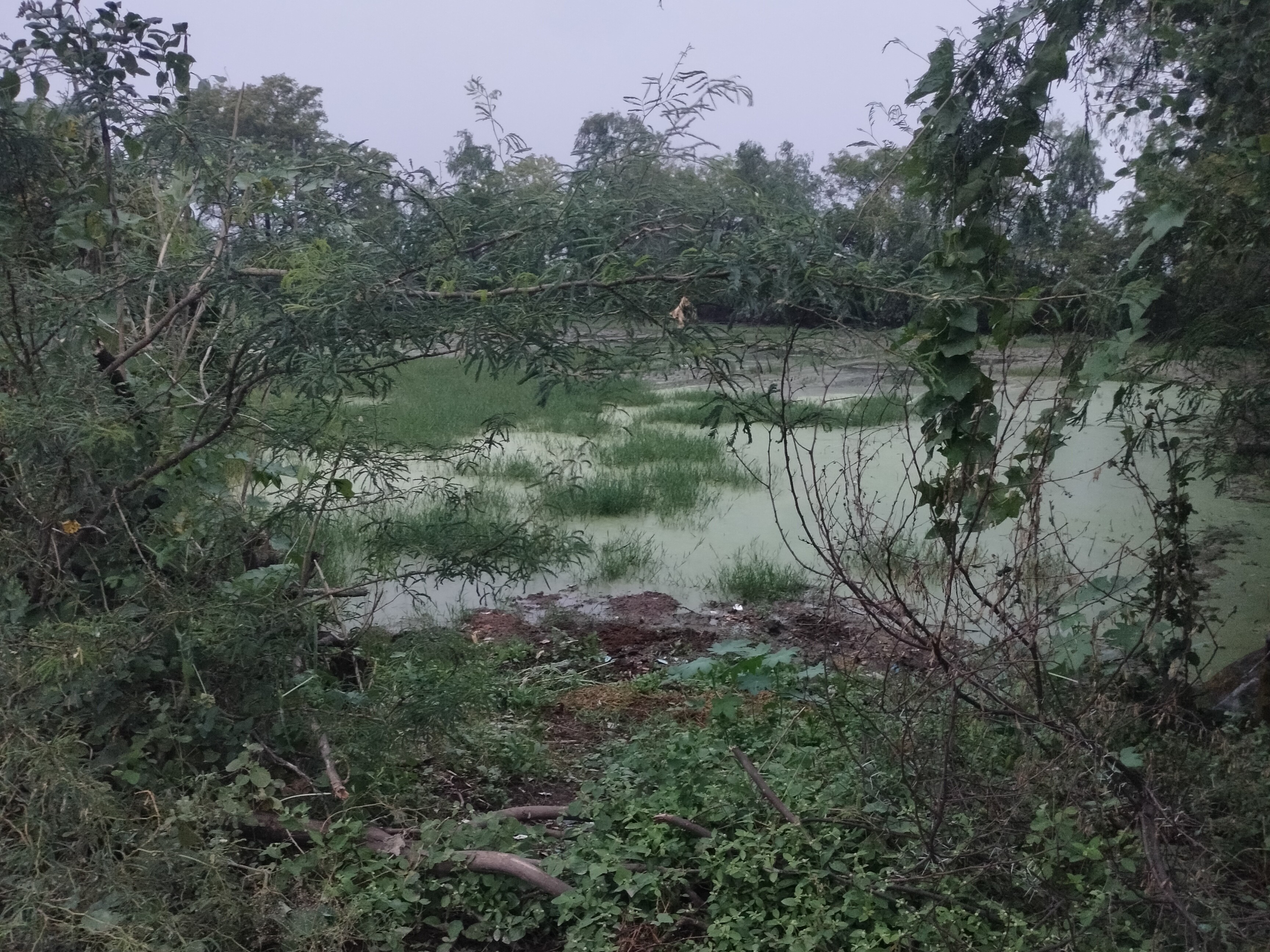 Water filled in the Maa Van Devi temple premises of Guravati | गुरावती ...