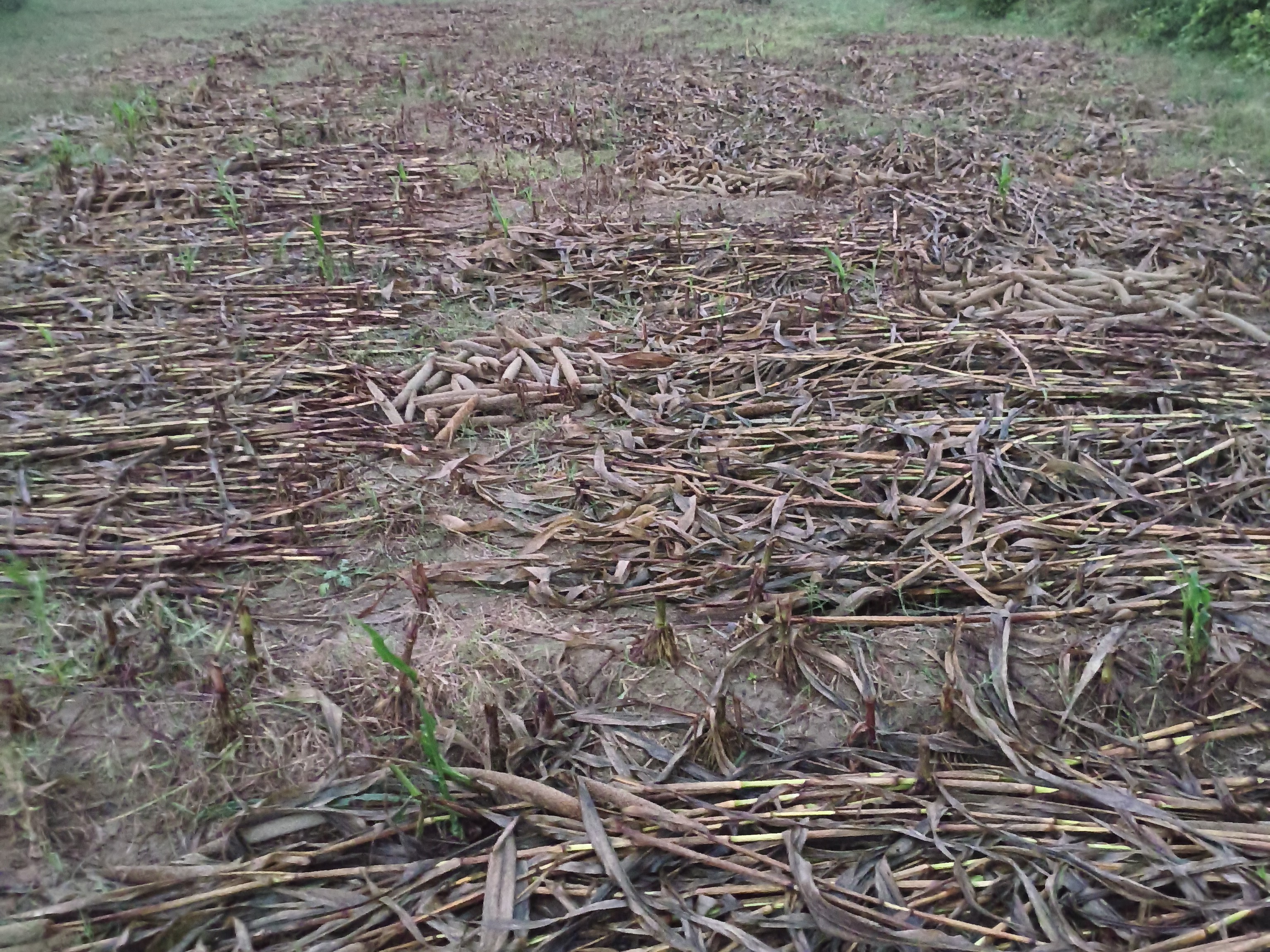 Damage to millet crop in Auraiya | औरैया में बाजरे की फसल को नुकसान ...
