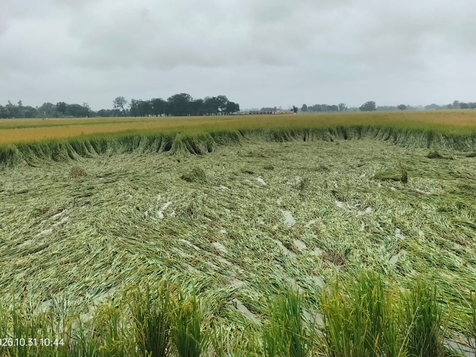 Hundreds of acres of paddy crop destroyed