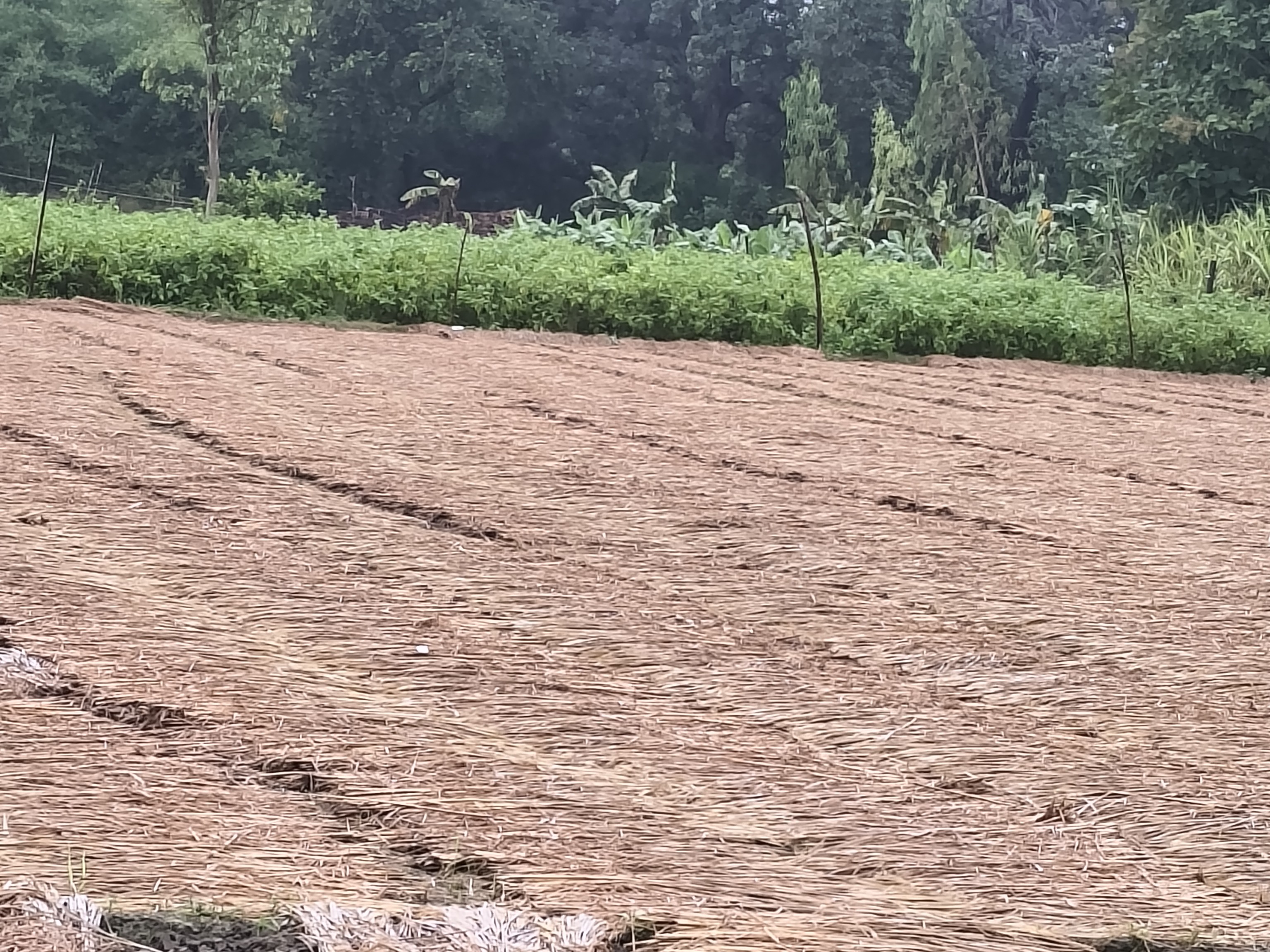 Paddy sprouts due to continuous rain | लगातार बारिश से धान अंकुरित ...