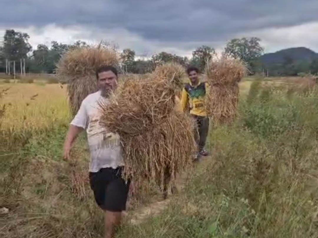 Former MLA Santram Netam working in the fields