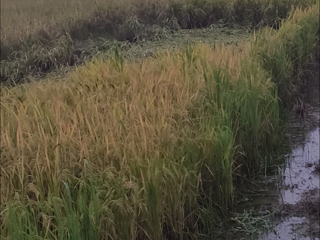 Three days of rain destroyed the paddy crop. | तीन दिन की बारिश से धान ...