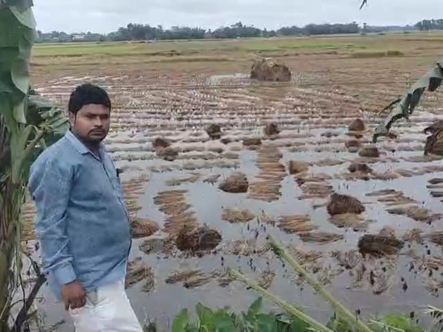 Cyclone submerged paddy crops in Beldaur | बेलदौर में चक्रवात से धान की ...