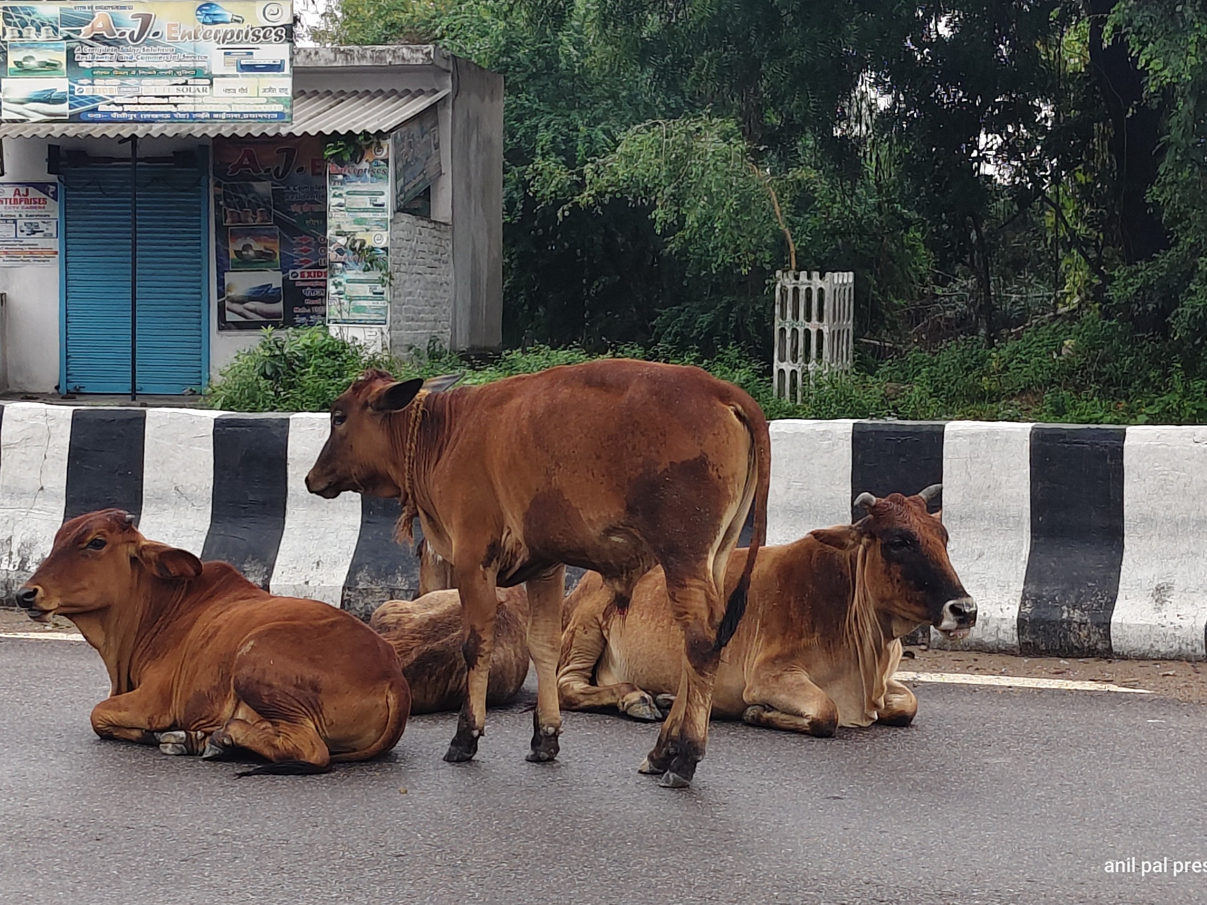 Stray animals create havoc on Prayagraj-Lucknow highway | प्रयागराज ...
