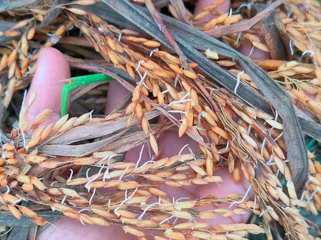 Harvested paddy crop sprouts in Ghurpur fields
