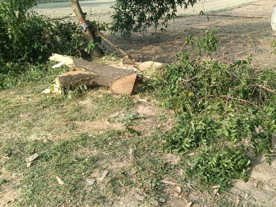 Case filed for cutting neem tree | नीम के पेड़ काटने पर मुकदमा दर्ज ...