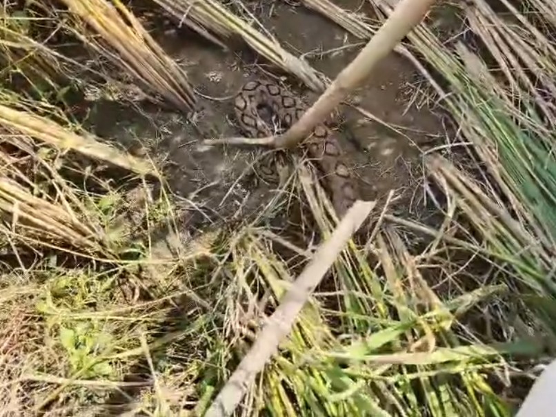 Rescue of deadly Russell's Viper snake in Singrauli | सिंगरौली में घातक ...