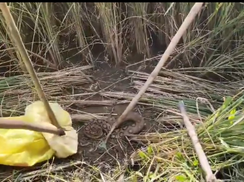 Rescue of deadly Russell's Viper snake in Singrauli | सिंगरौली में घातक ...