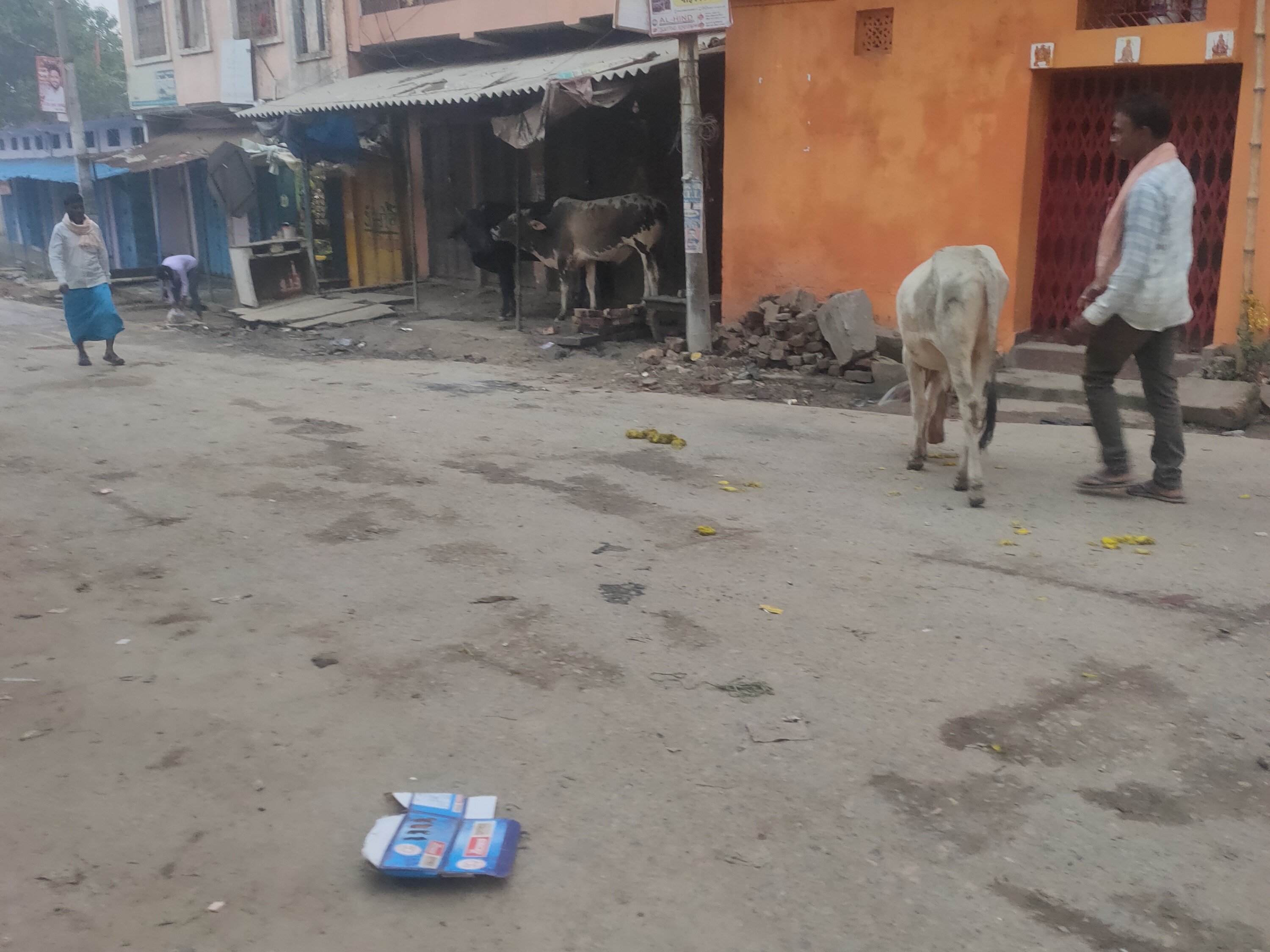 Stray animals cause road accidents, destroy crops