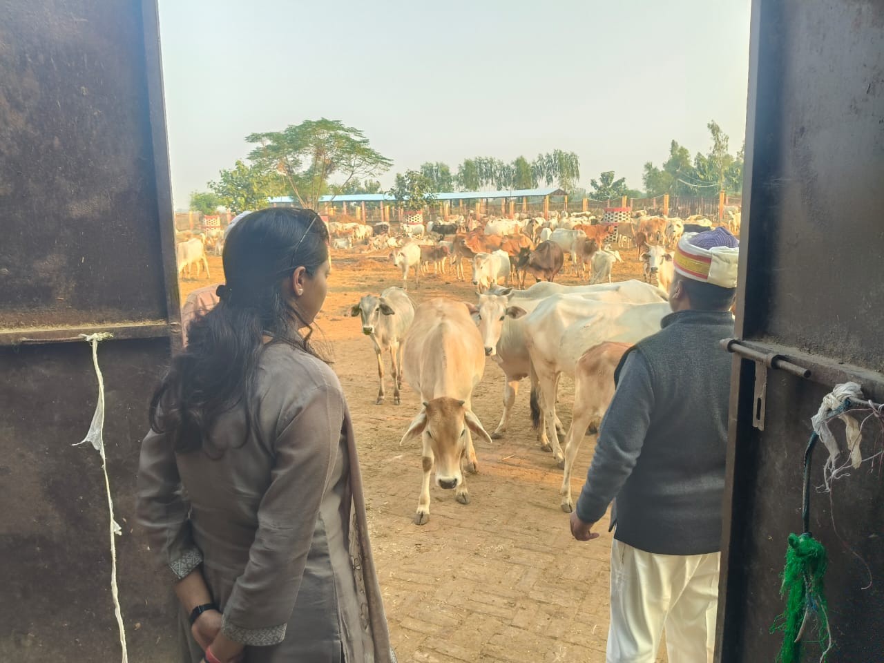 207 cattle missing from Katiara cowshed