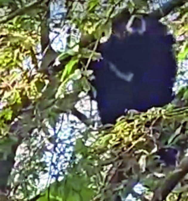 A bear climbing a tamarind tree caused a stir in the village, and a ...