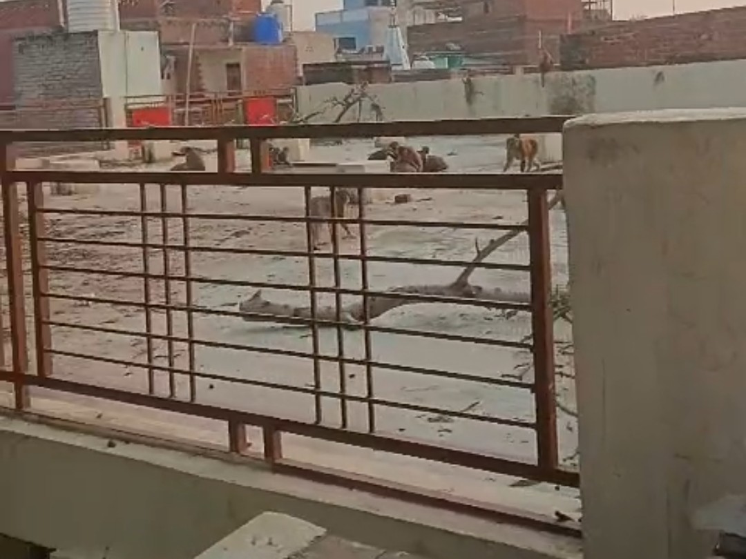 Monkeys create havoc in Lakhna, 45 people injured | लखना में बंदरों का ...