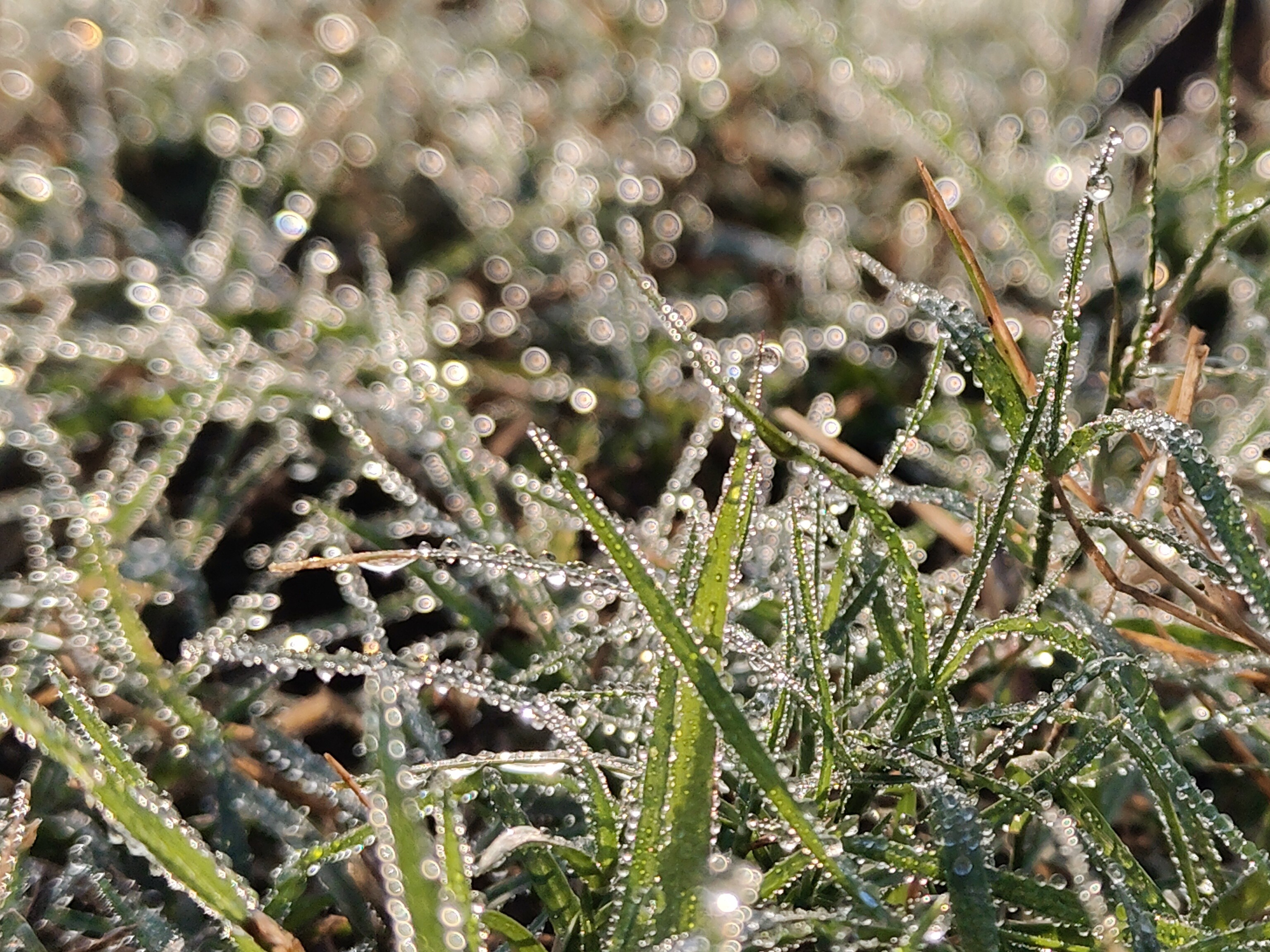 Bitter cold in Raisen for five consecutive days | रायसेन में लगातार ...