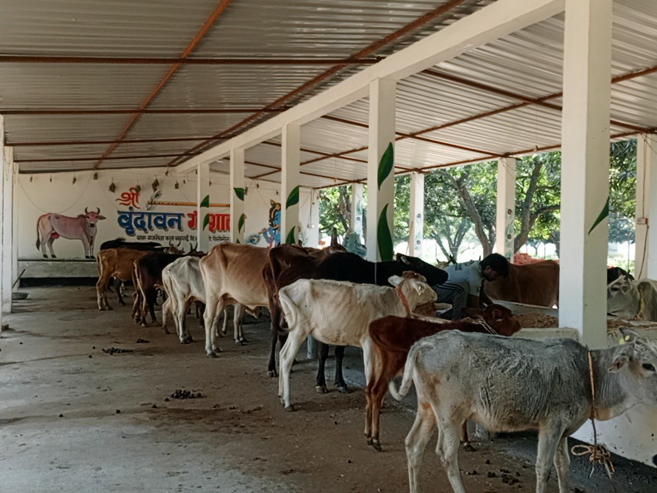 New Vrindavan Gaushala started in Gajraula Saharai
