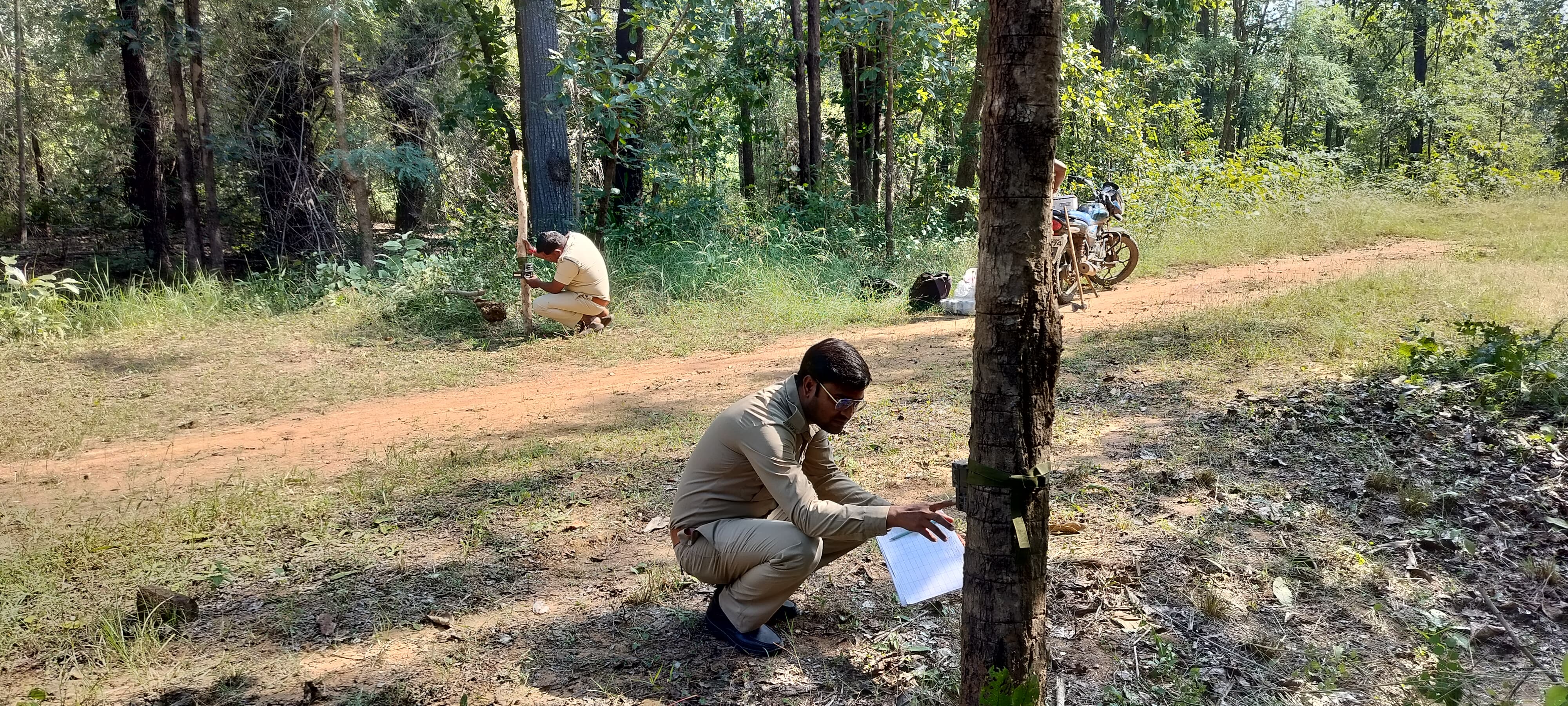 Camera trapping for tiger count to begin from November 15 | सतपुड़ा ...