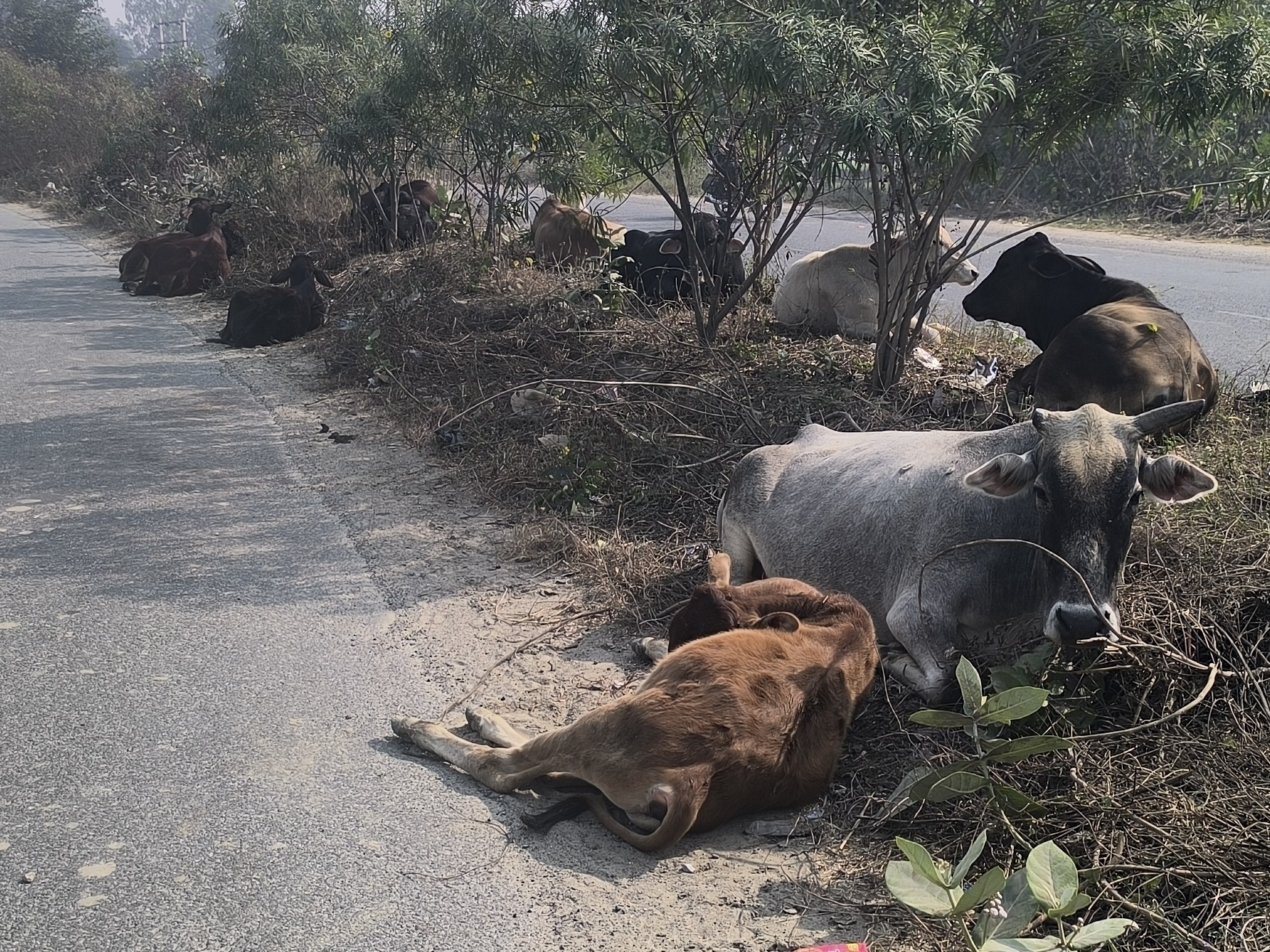 Accidents caused by stray animals on Mainpuri-Bhogaon road