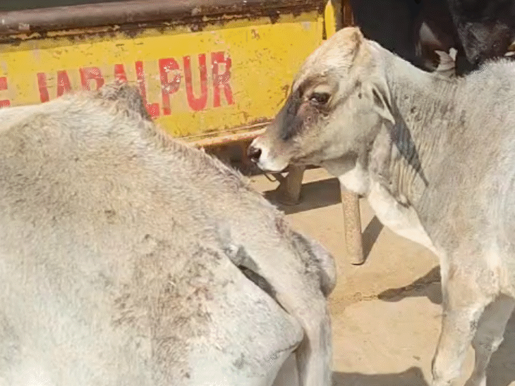 23 cattle die amid infection outbreak in MP; Cow protectors in Jabalpur ...