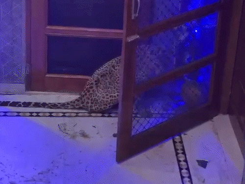 Leopard beaten to death with sticks in Jaipur Forest department ...