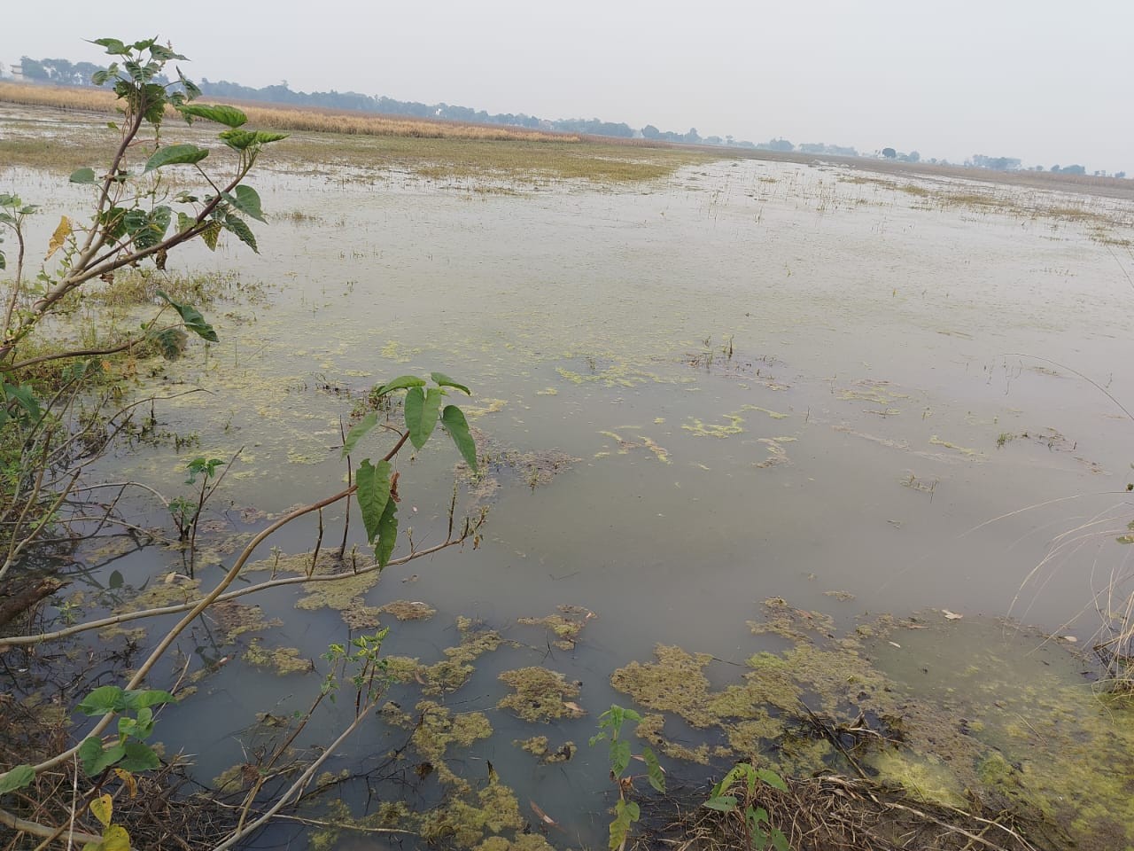 Cyclone Motha inundates fields, affects sowing | मोथा तूफान से खेत ...