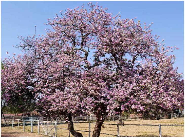 Grand flag hoisting at Ram Mandir on 25 November; PM Modi to raise 191 ...